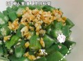 秋葵怎么做好吃又简单_凉拌秋葵的做法窍门