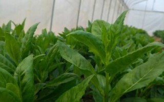 长寿菜是什么菜_长寿菜的功效与作用