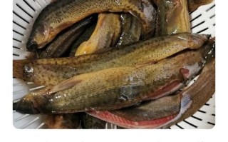 泥鳅吃什么食物_泥鳅饲料怎么搭配