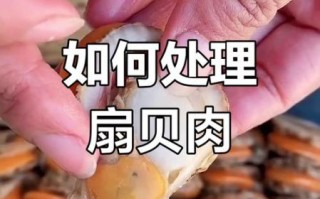 无壳冷冻扇贝肉怎么清洗_冷冻扇贝肉清洗视频教程