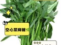 空心菜吃多了有什么坏处_空心菜草酸含量高吗