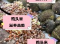 鸡头米对糖尿病的好处_糖尿病人能吃鸡头米吗