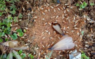 狼肉能吃吗_狼肉食用安全吗