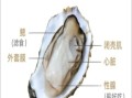 牡蛎长什么样子_牡蛎外壳特征图解