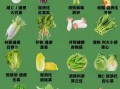 蔬菜有什么菜名大全_蔬菜名字大全及分类