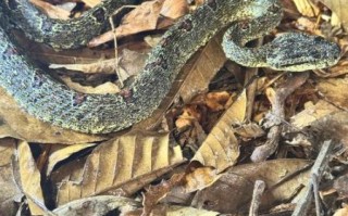 菜花蛇有毒吗_菜花蛇咬伤怎么办