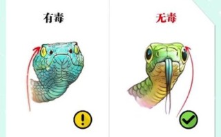 农村常见蛇有哪些_怎么识别毒蛇与无毒蛇