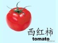 西红柿用英语怎么说_tomato复数形式怎么写