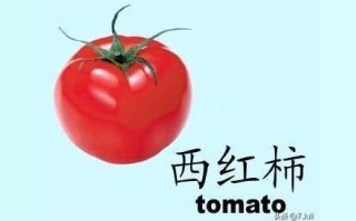 西红柿用英语怎么说_tomato复数形式怎么写