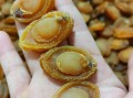 鲍鱼干多少钱一斤_鲍鱼干价格受哪些因素影响