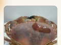 面包蟹为什么难吃_面包蟹口感差的原因