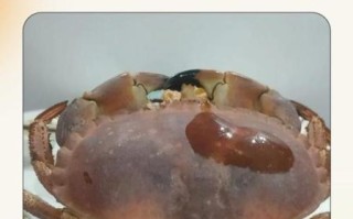 面包蟹为什么难吃_面包蟹口感差的原因