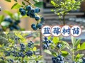 蓝莓树长什么样_蓝莓树怎么种植