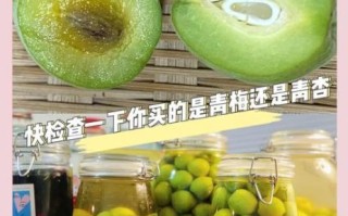 青梅是什么水果_青梅和杏子的区别