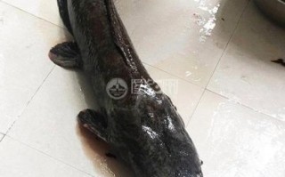 鲶鱼国宝照片_是真的吗