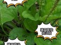 猪耳朵草泡水喝的功效_猪耳朵草泡水喝的禁忌