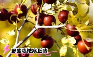 酸枣的功效与作用_酸枣的害处有哪些