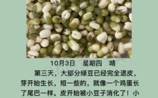 绿豆怎么发芽_绿豆发芽的详细步骤
