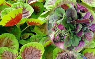 苋菜的功效与作用有哪些_苋菜图片长什么样