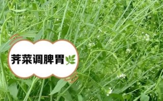 荠菜水的功效与作用_荠菜水能天天喝吗