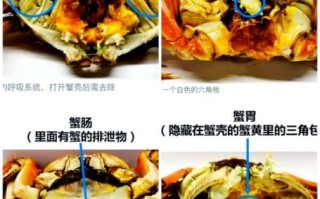 螃蟹哪些部位不能吃_蟹腮蟹胃蟹心在哪
