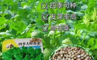 香菜种子多久发芽_香菜催芽最快几天