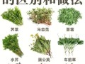 野菜怎么吃_哪些野菜可以生吃