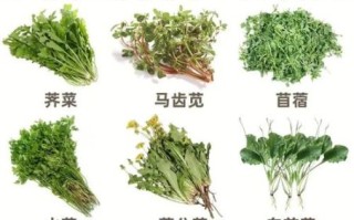 野菜怎么吃_哪些野菜可以生吃