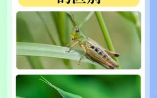 蝗虫图片_如何识别不同种类