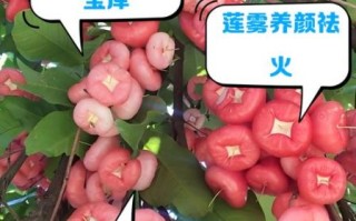 莲雾的营养价值有哪些_莲雾的功效与作用