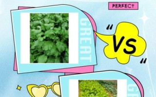 雪里红别名叫什么_雪里红和雪里蕻的区别