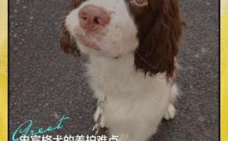 史宾格为什么不好养_史宾格犬缺点有哪些