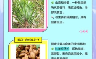 山奈图片长什么样_山奈和沙姜区别