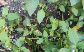 龙葵果多少钱一斤_龙葵果价格行情