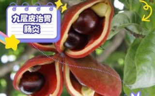 九层皮果的功效与作用禁忌_九层皮果怎么吃最好