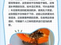 木瓜牛奶催乳汤怎么做_木瓜牛奶下奶汤做法