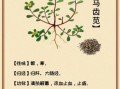 马齿苋的功效与作用_马齿苋的危害有哪些