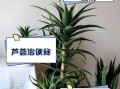 芦荟的功效与作用_芦荟怎么吃