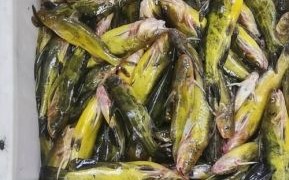 钢针鱼怎么处理_钢针鱼刺多吗