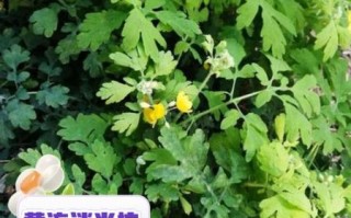 黄连的功效与作用_黄连主治哪些疾病