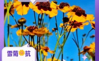 雪菊花泡水喝的功效与作用_雪菊花泡水喝的禁忌