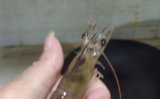 虾是用清水泡还是盐水_虾泡多久才干净