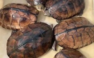 石金钱龟图片大全_如何辨别真假