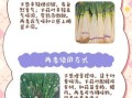 葱蒜图片怎么区分_葱蒜图片拍摄技巧