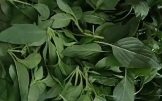 罗勒叶长什么样_罗勒叶的功效与作用