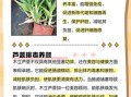 木立芦荟的功效与作用_木立芦荟怎么吃效果最好
