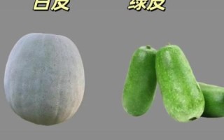 白冬瓜怎么挑选_白冬瓜怎么吃最好