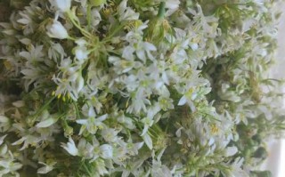 韭菜花怎么腌制不变黄_韭菜花腌制不变色的方法