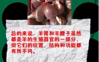 烧烤羊腰子的功效与作用_羊腰子补肾壮阳是真的吗