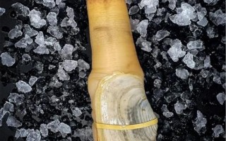 象拔蚌可以用在下面吗_如何正确清洗象拔蚌